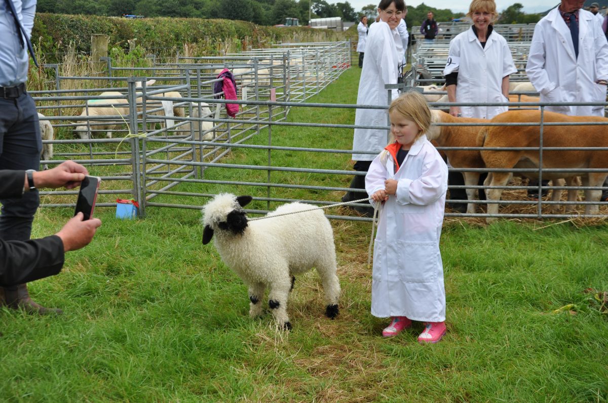 Gallery - The Arran Show