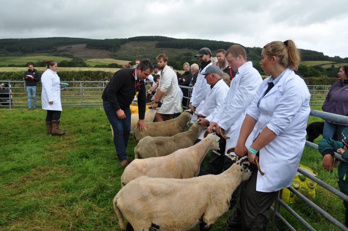 Gallery - The Arran Show