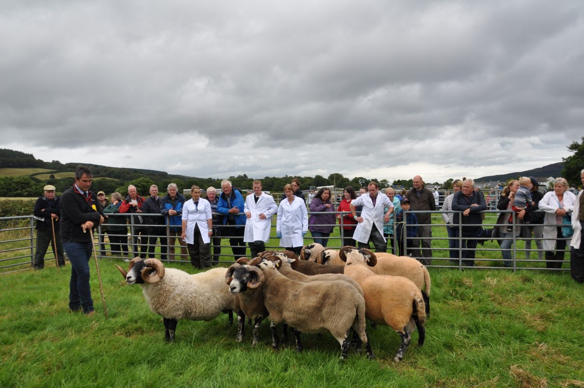 Gallery - The Arran Show