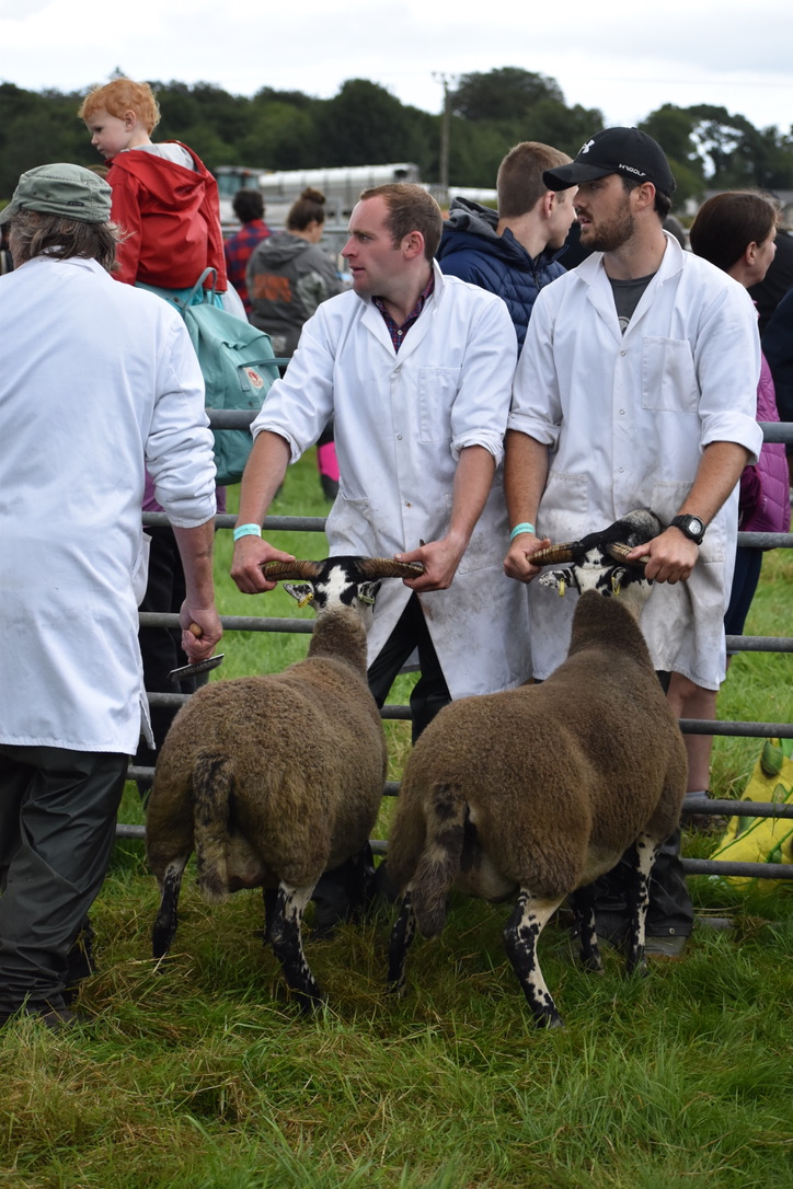 Gallery - The Arran Show